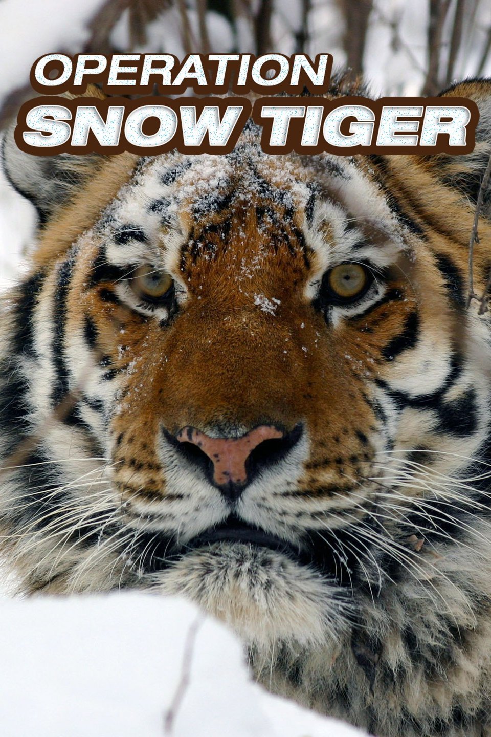 Operation Snow Tiger Pictures - Rotten Tomatoes