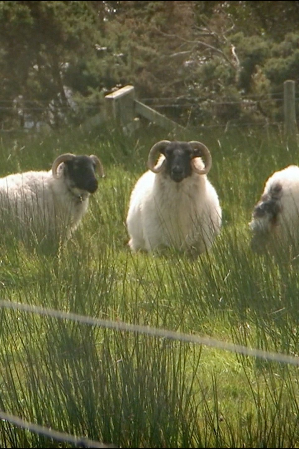 County Mayo Pictures - Rotten Tomatoes