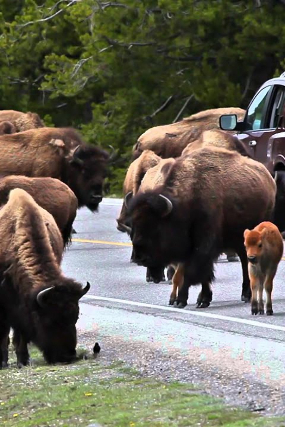 Animal Rampage Pictures - Rotten Tomatoes