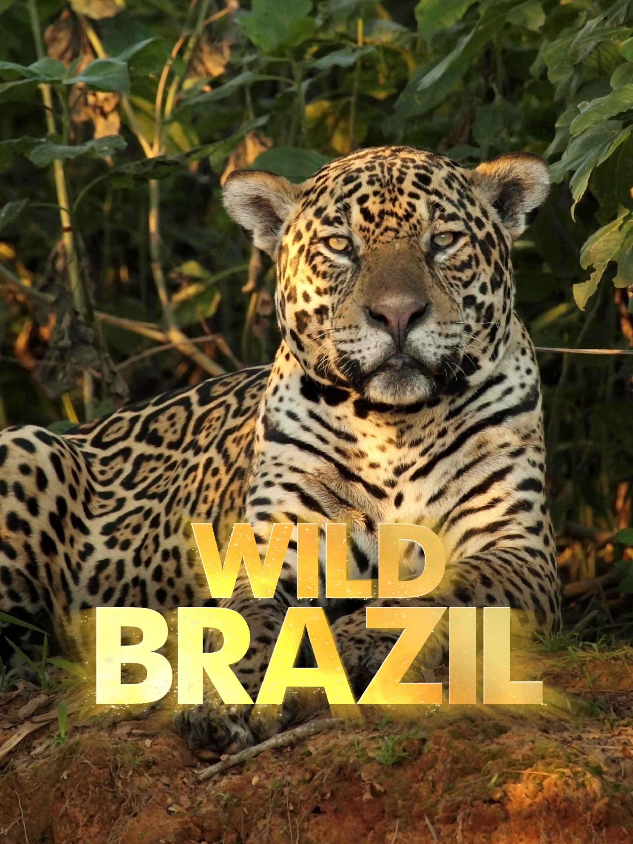 Wild Brazil Pictures - Rotten Tomatoes