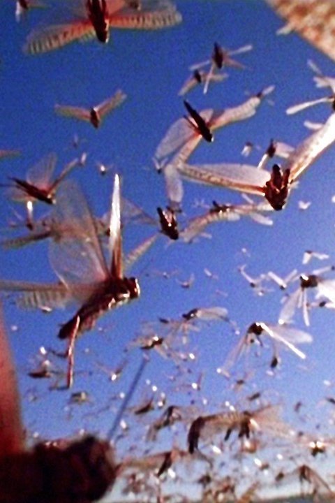 The Gathering Swarms Pictures - Rotten Tomatoes