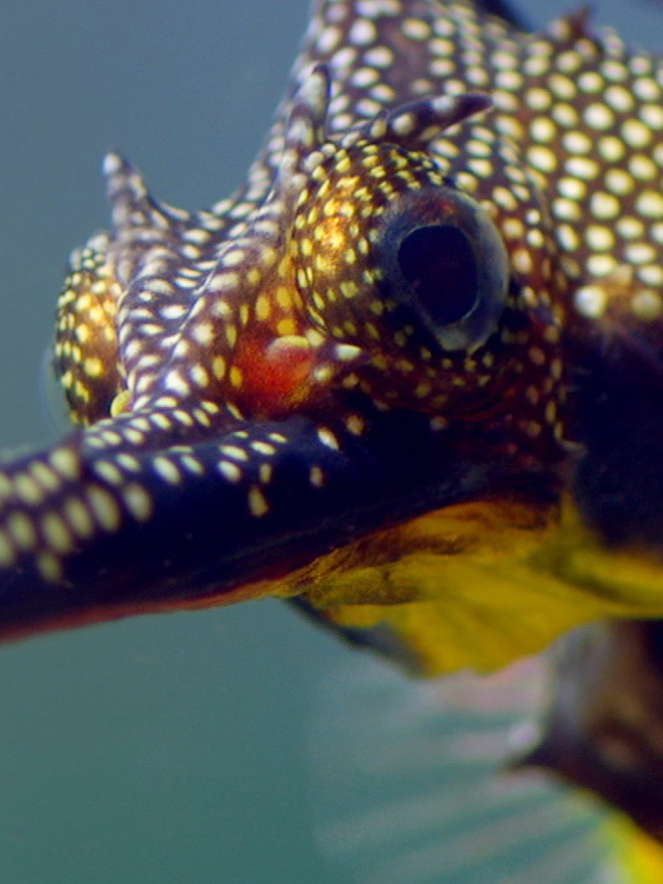 Going Deep Pictures - Rotten Tomatoes