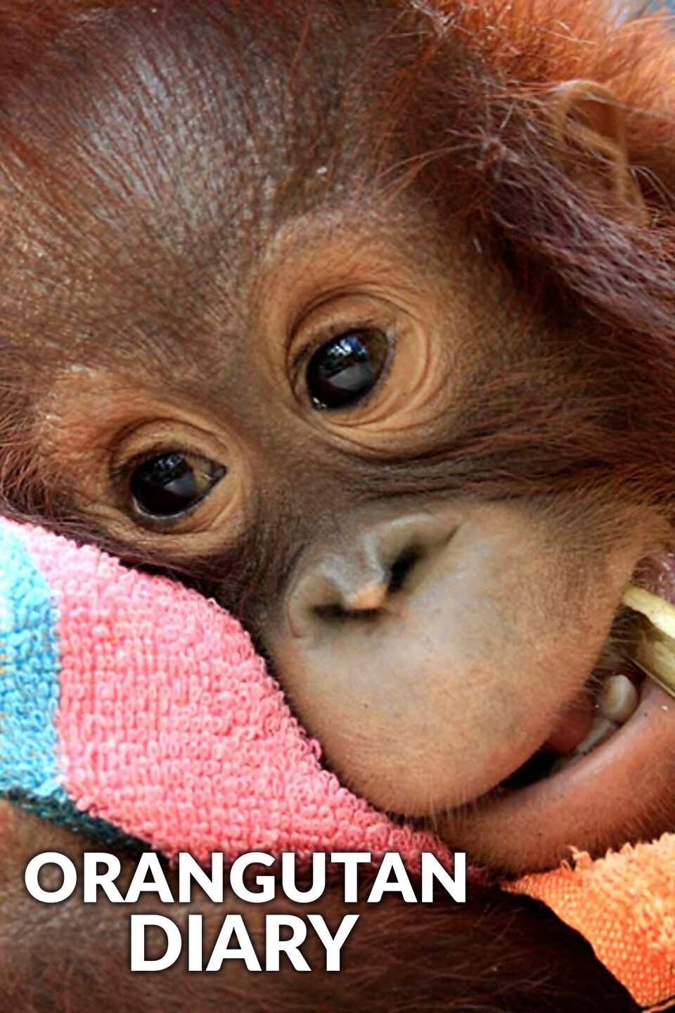 Orangutan Diary - Rotten Tomatoes