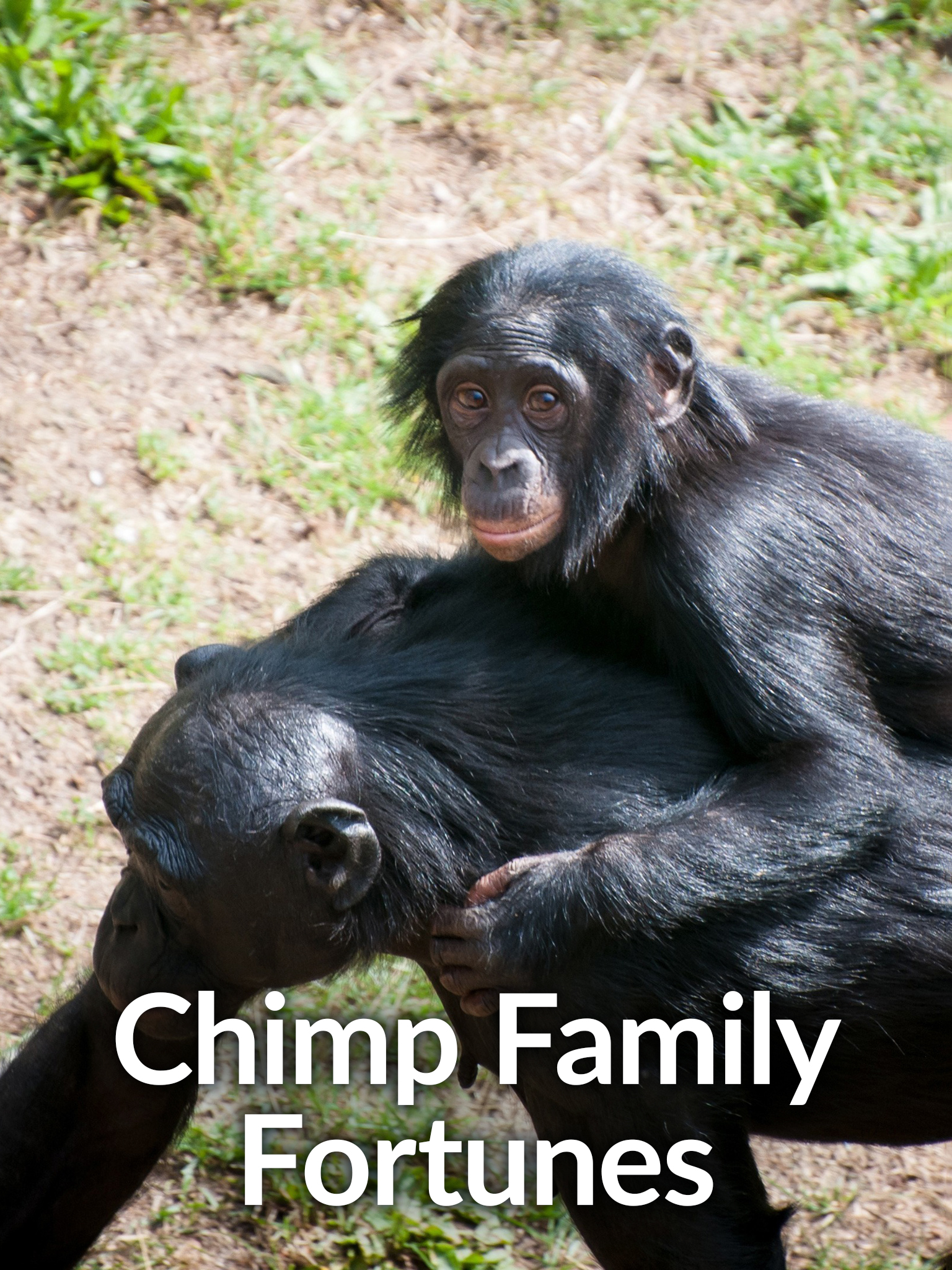 Chimp Family Fortunes - Rotten Tomatoes