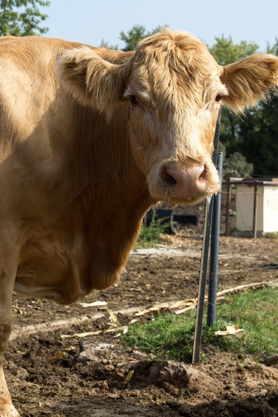 Apocalypse Cow Pictures - Rotten Tomatoes