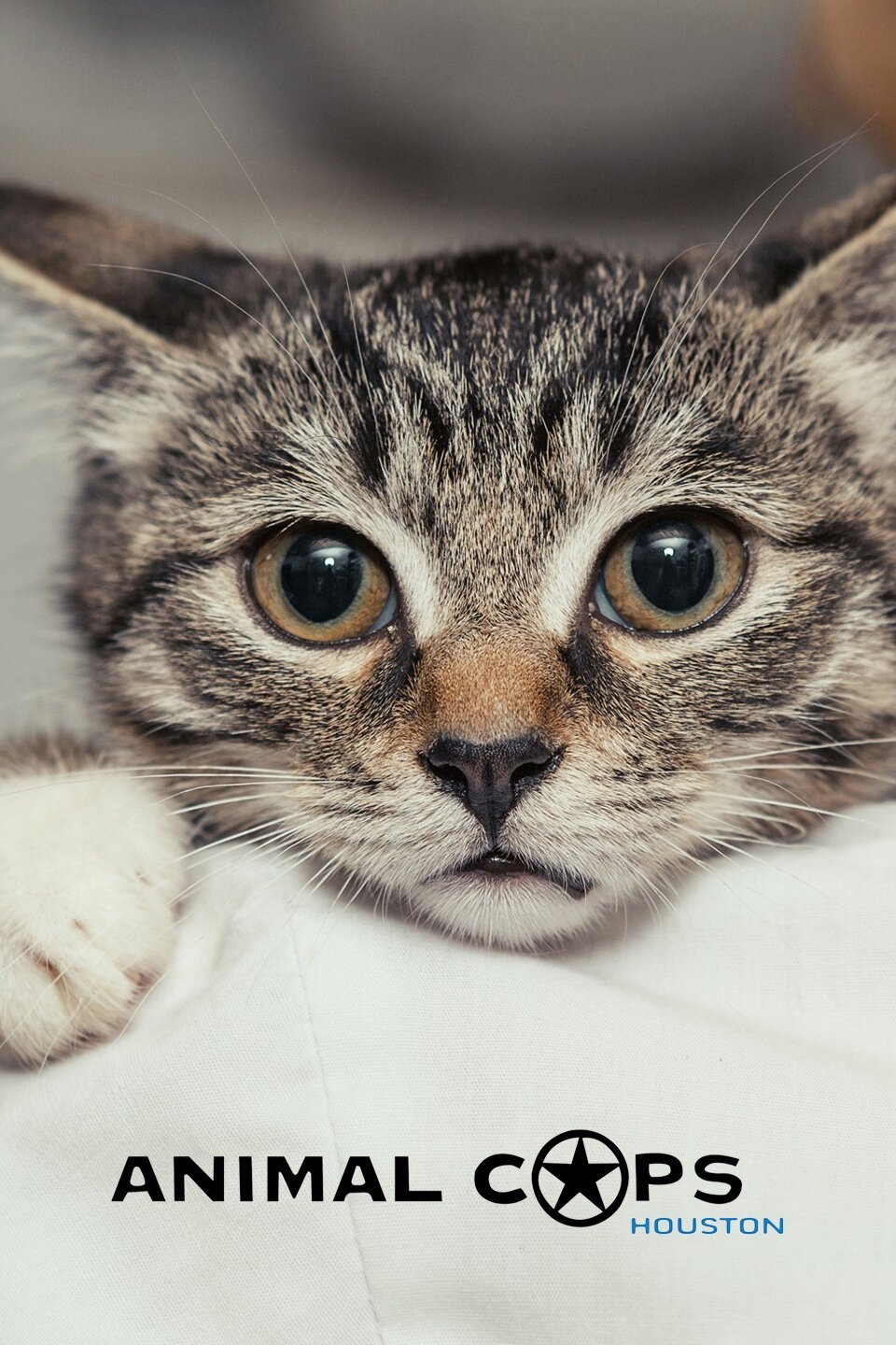 Animal Cops: Houston - Rotten Tomatoes