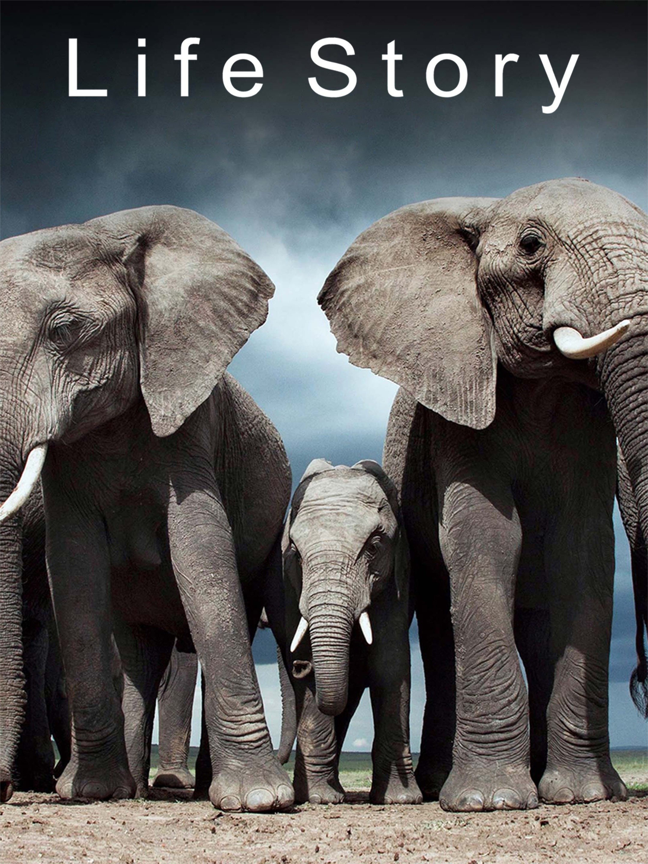 Life Story - Rotten Tomatoes