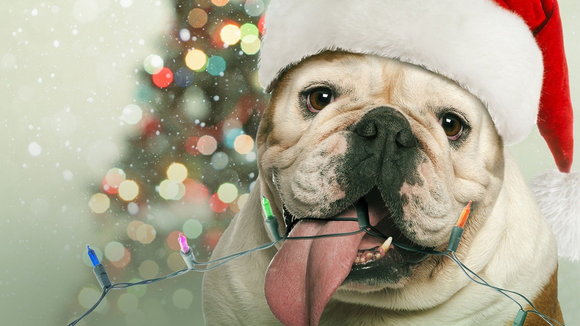 Christmas Bulldog