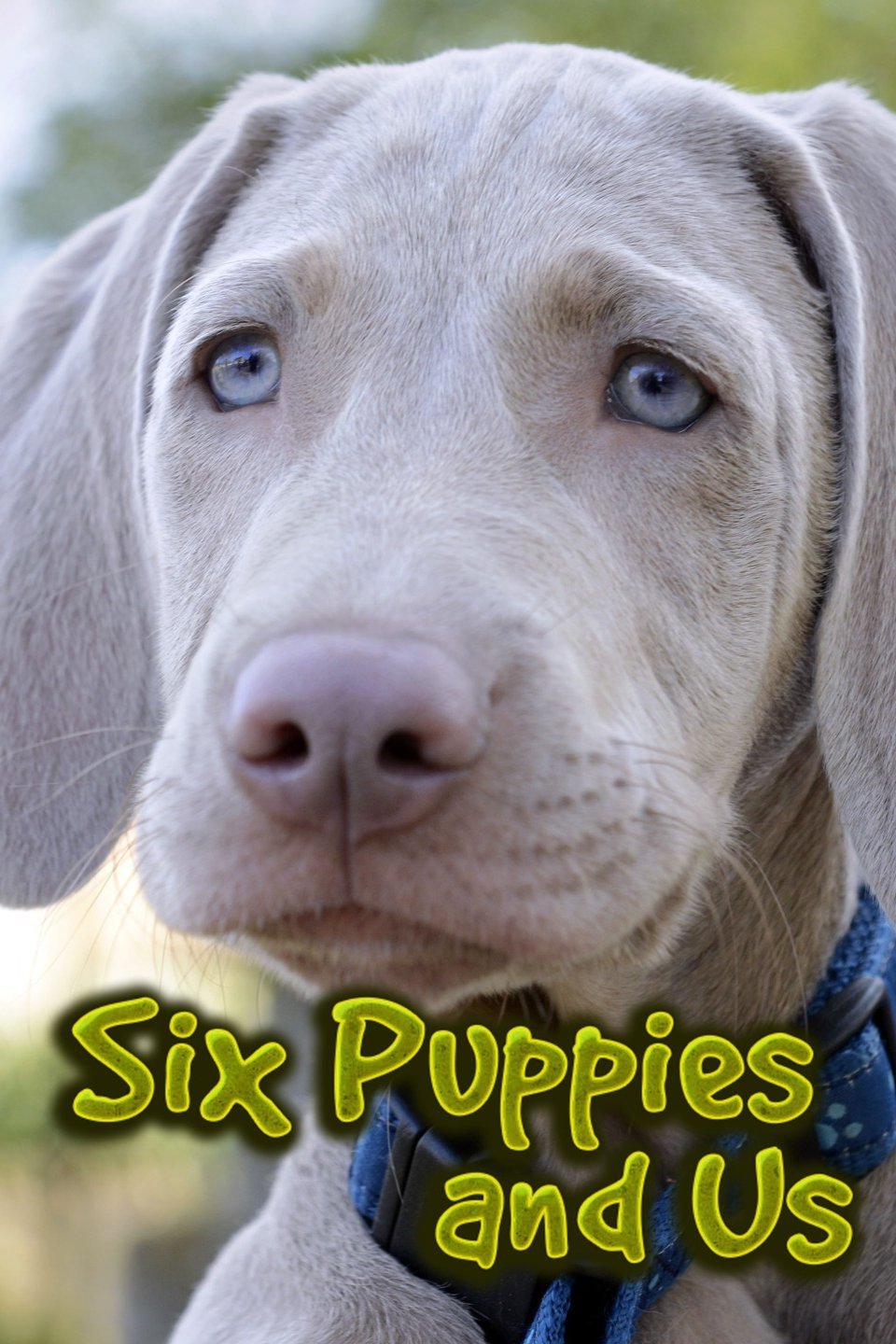 Six Puppies and Us - Rotten Tomatoes