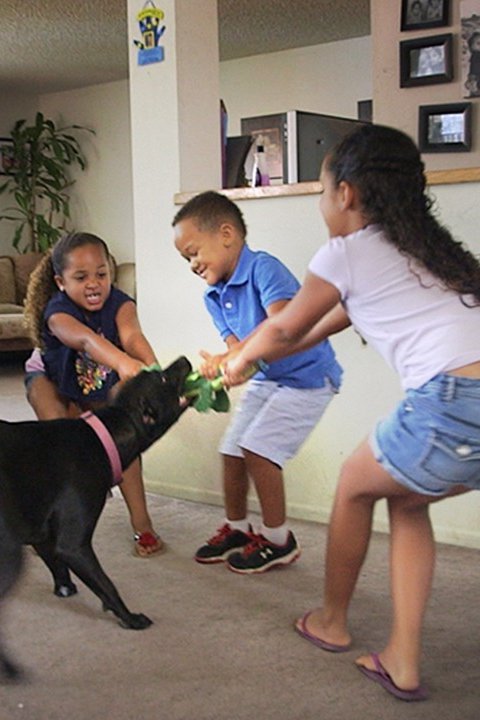Raging Pit Bull Pictures - Rotten Tomatoes