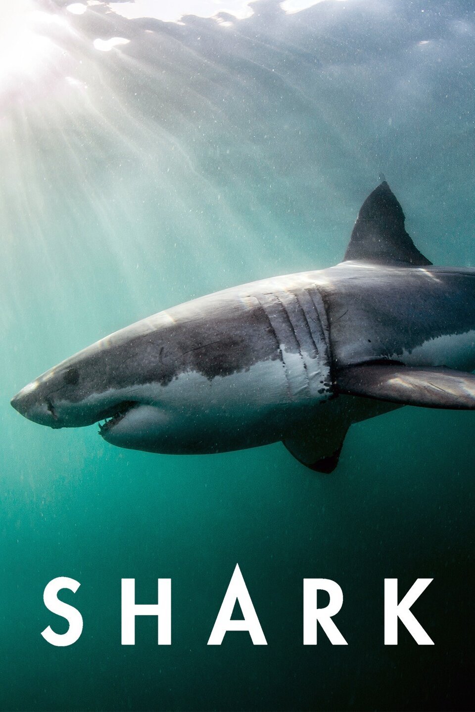 Shark - Rotten Tomatoes