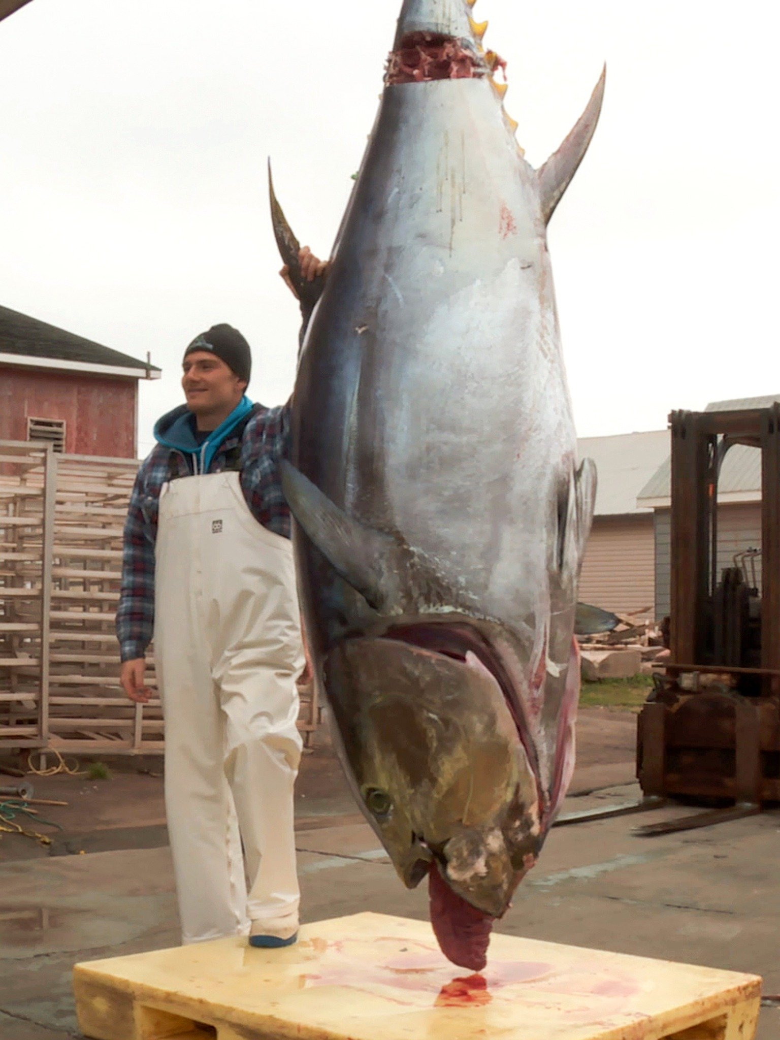 Bluefin Battle Pictures - Rotten Tomatoes