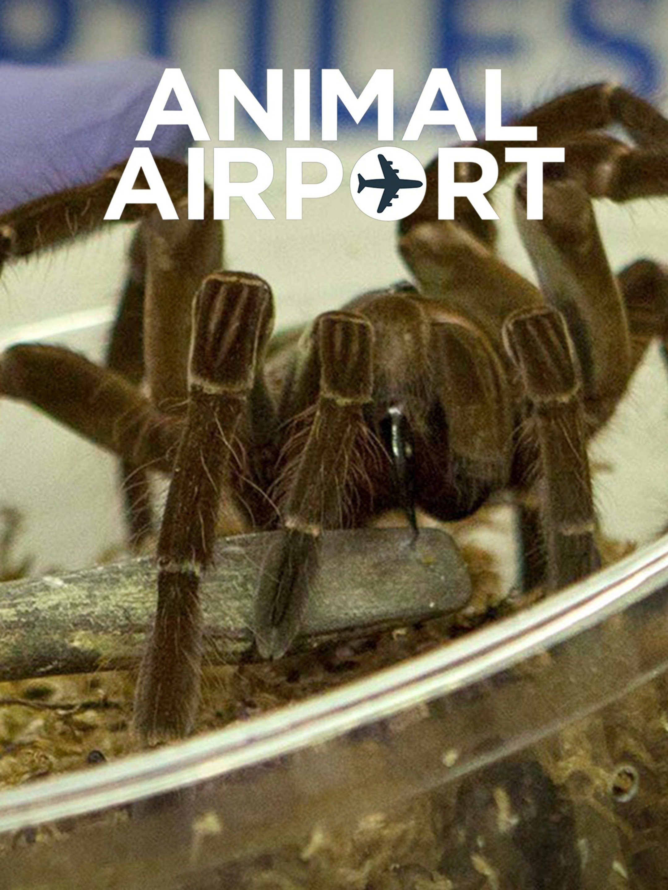 Animal Airport - Rotten Tomatoes