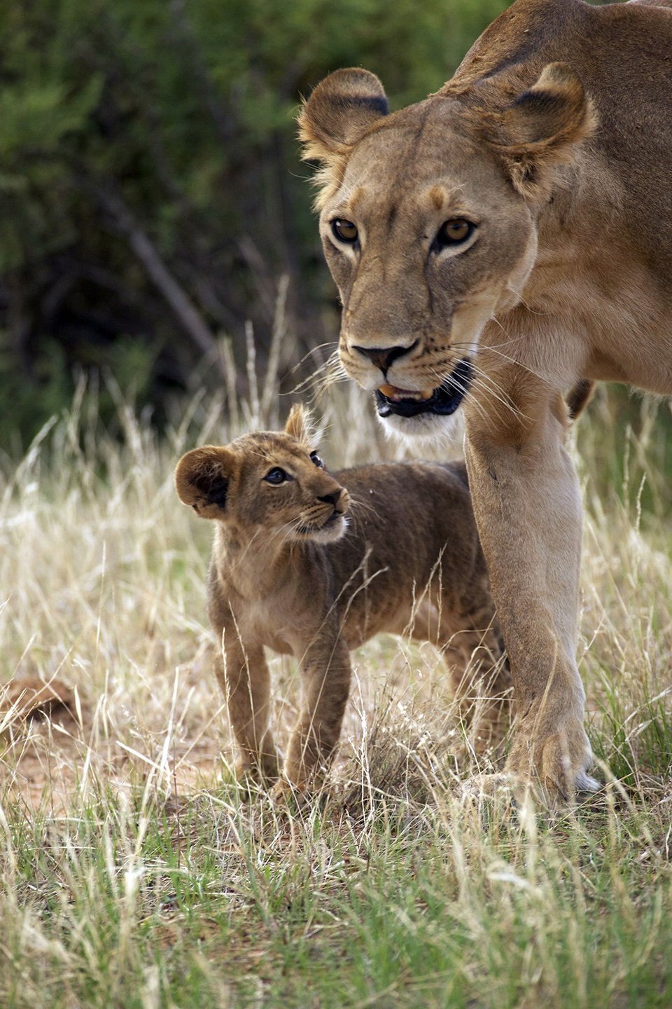 The Great Lion Hunt Pictures - Rotten Tomatoes