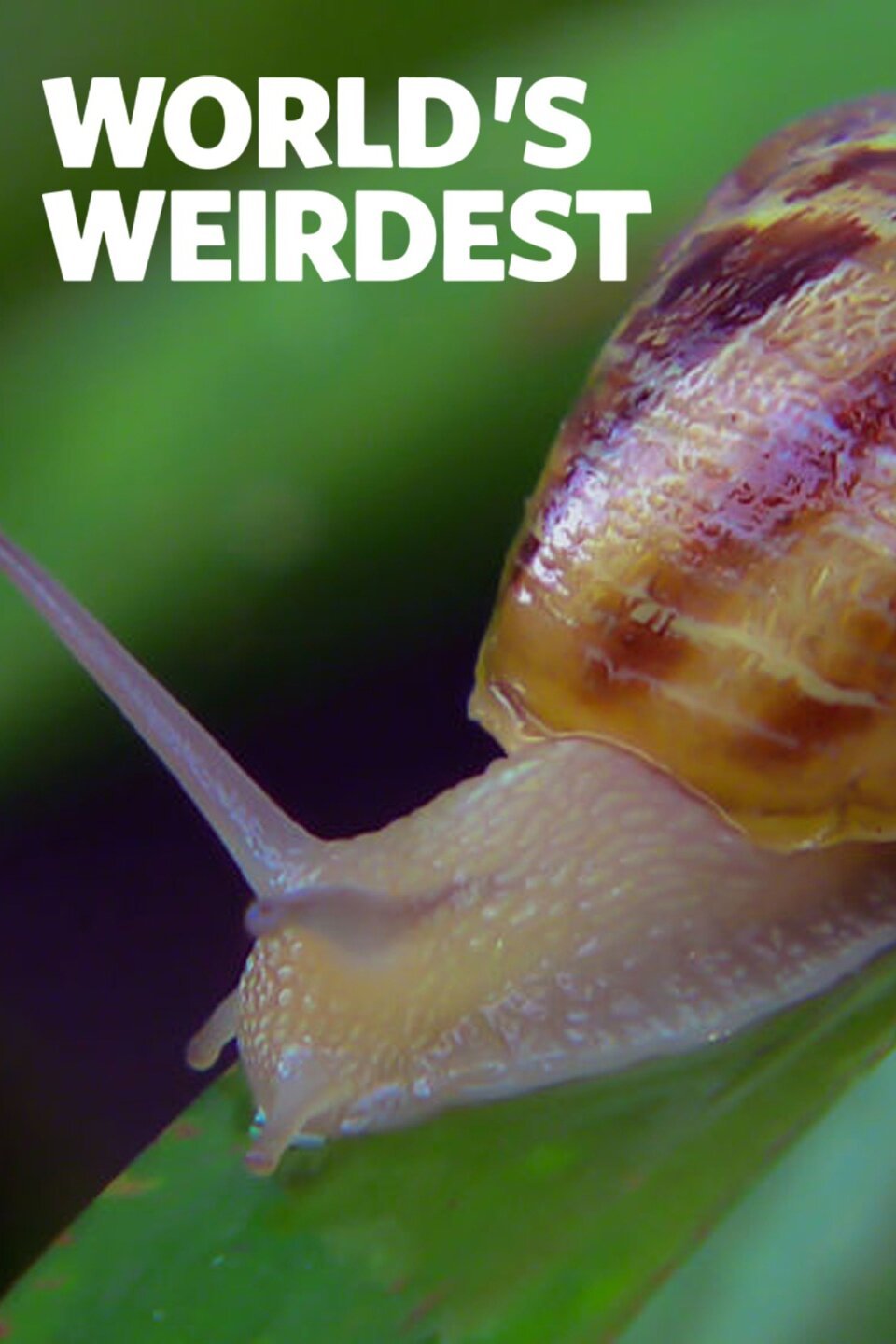 Animal Apocalypse Pictures - Rotten Tomatoes