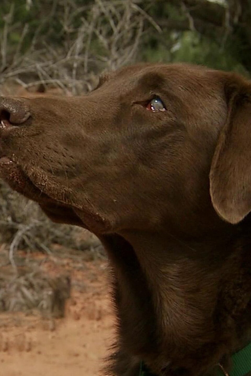 Puppy Problems Pictures - Rotten Tomatoes