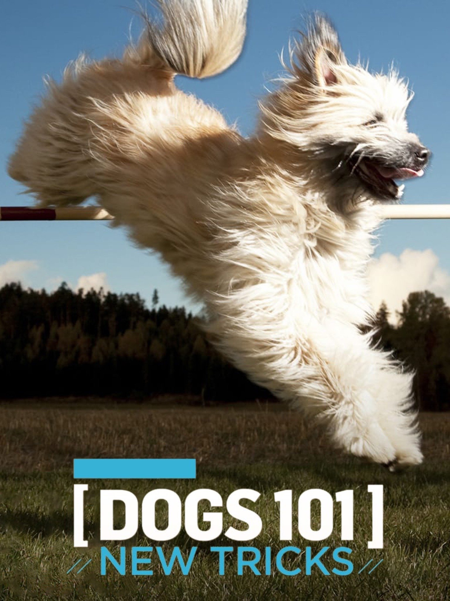 Dogs 101: New Tricks - Rotten Tomatoes