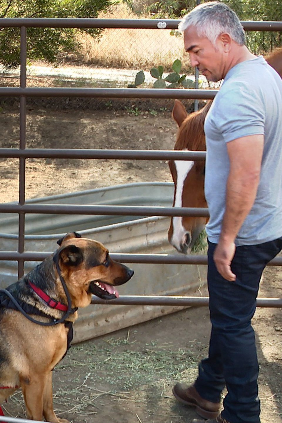 The Goat Slayer Pictures - Rotten Tomatoes