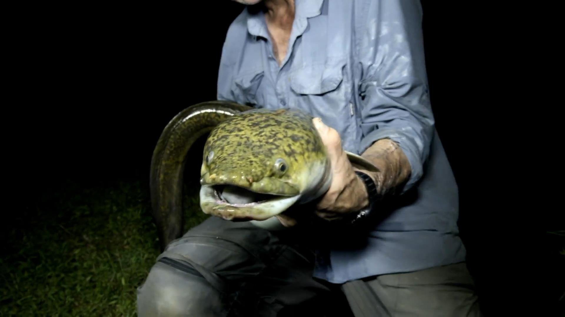 River Monsters Vampire Eel