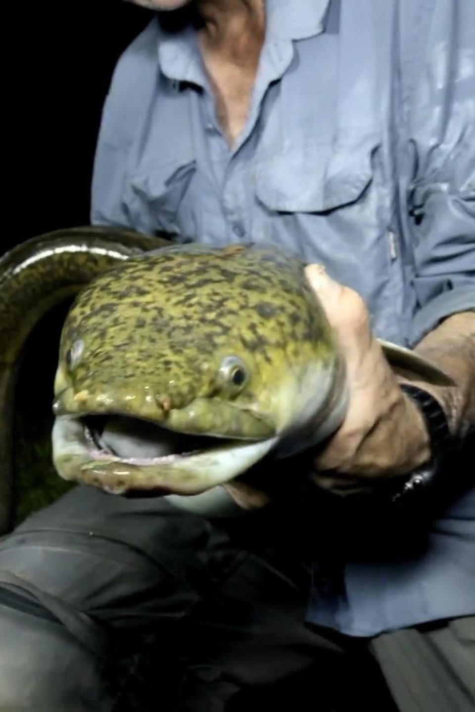 Deep Sea Demon Pictures - Rotten Tomatoes