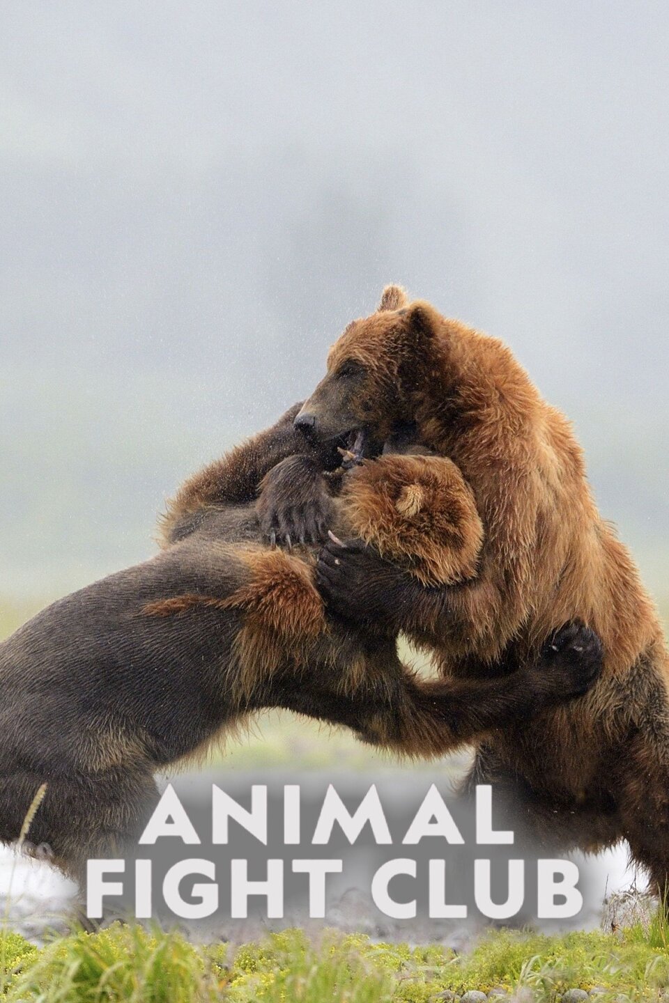 Animal Fight Club - Rotten Tomatoes