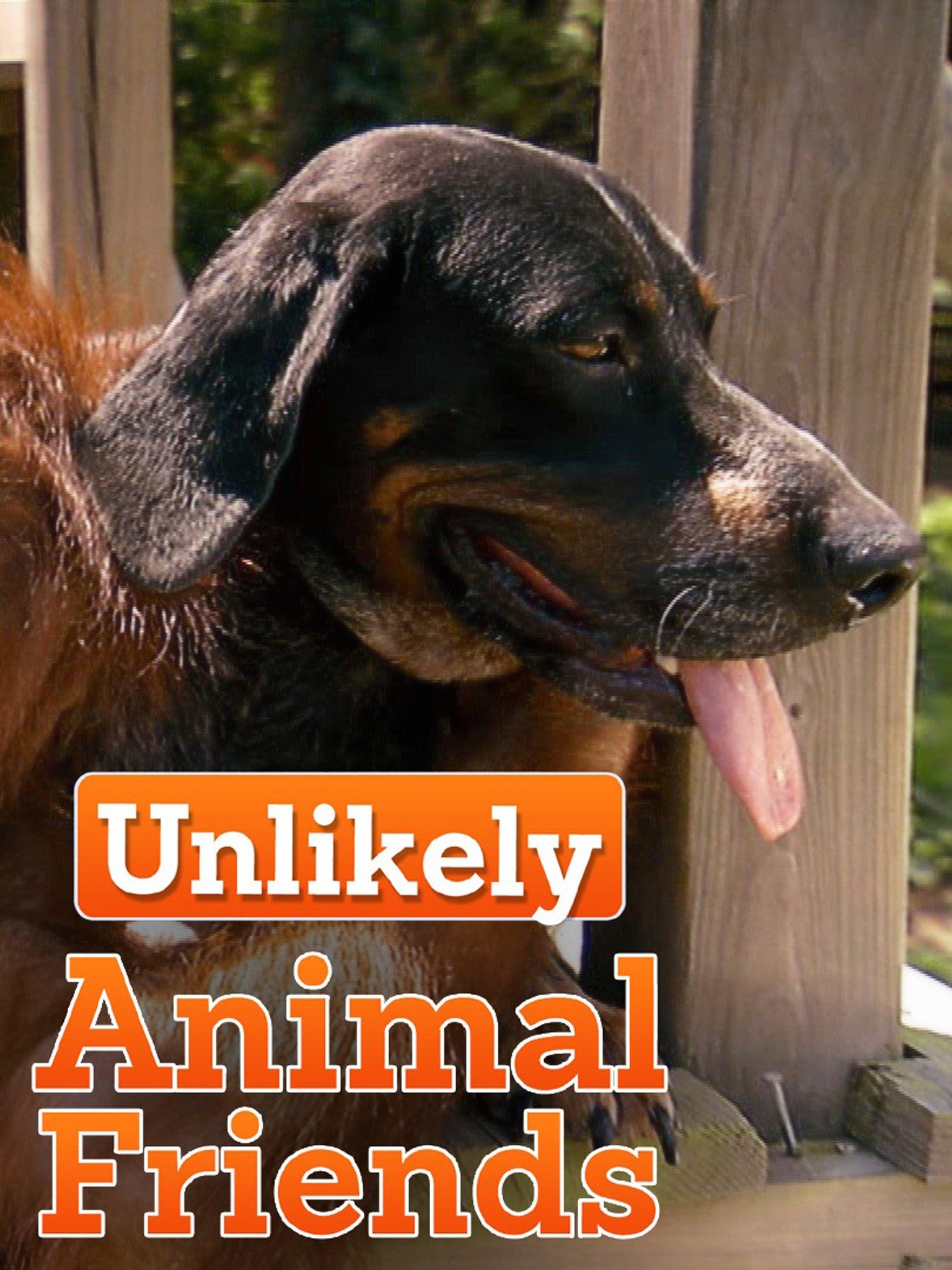 Unlikely Animal Friends - Rotten Tomatoes