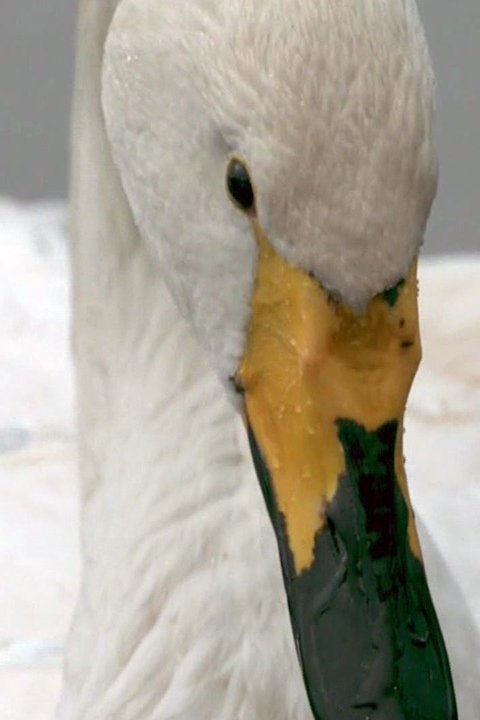 Masters of the Sky Pictures - Rotten Tomatoes