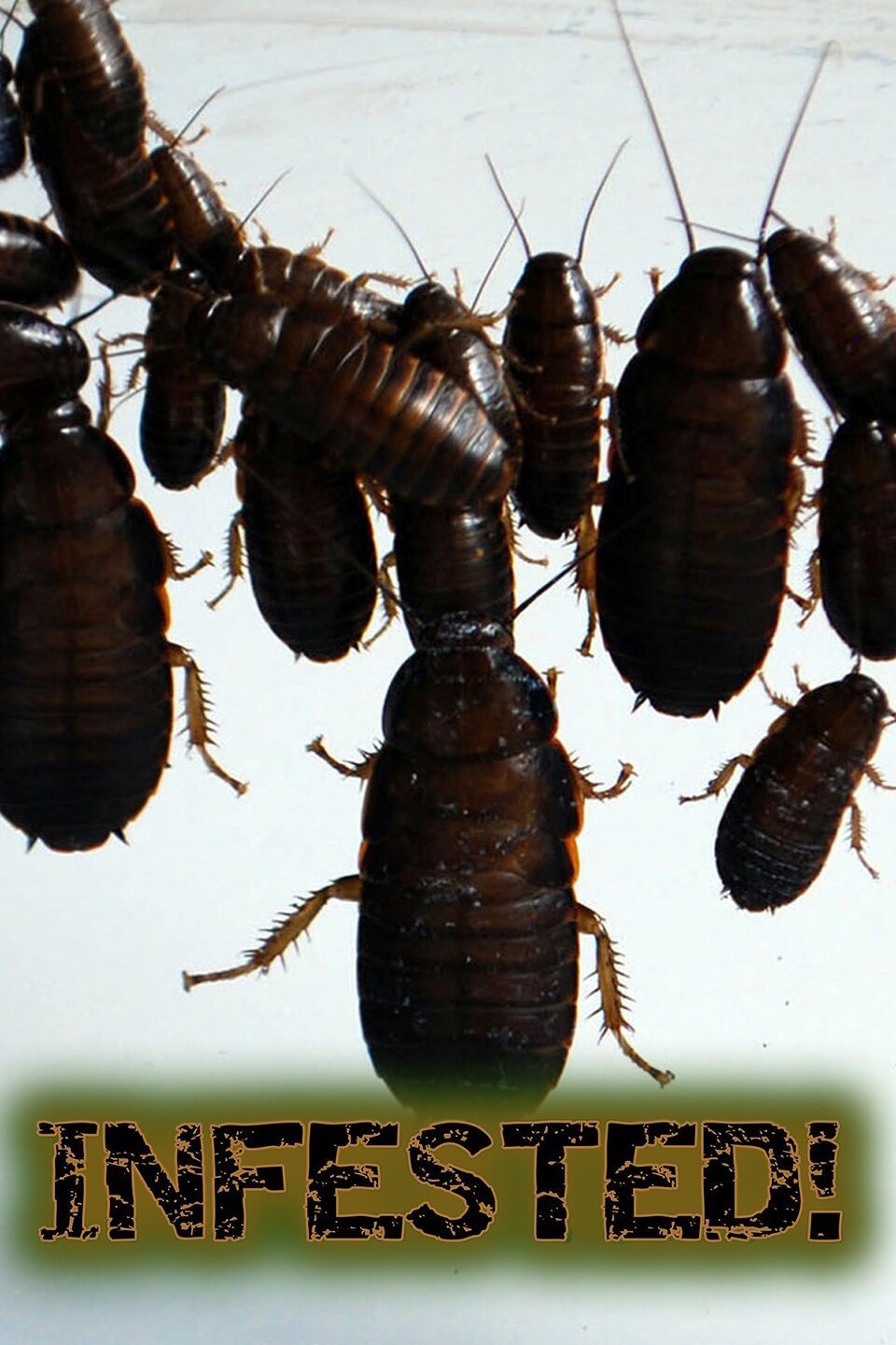 Infested! - Rotten Tomatoes