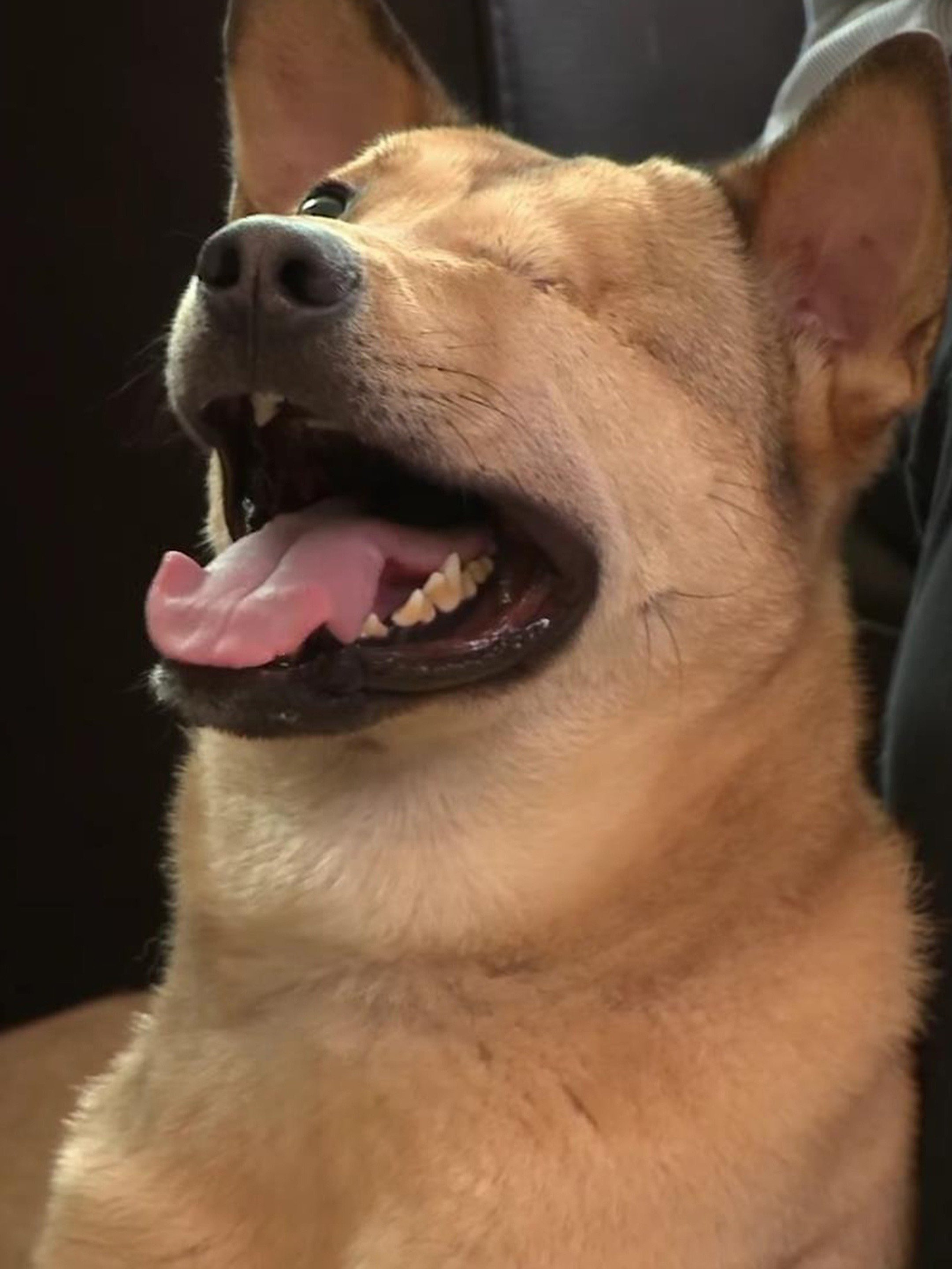 Duk Duk & Cover Pictures - Rotten Tomatoes