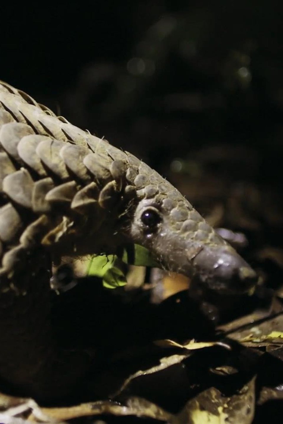 Poaching Pangolin Pictures - Rotten Tomatoes