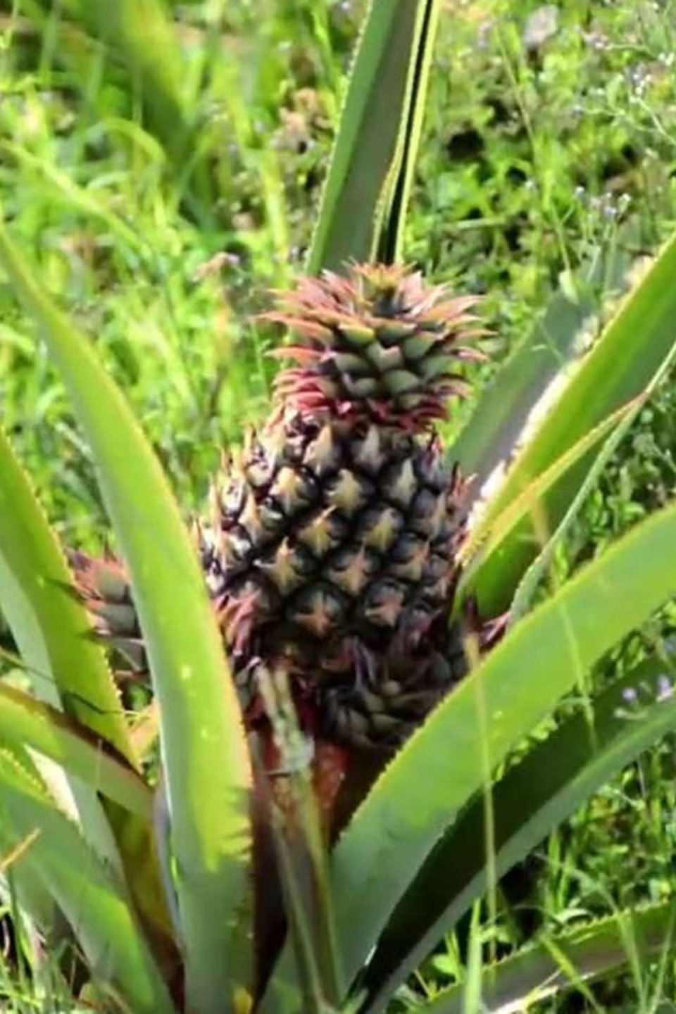 Fruitful In Vieques, Puerto Rico Pictures - Rotten Tomatoes