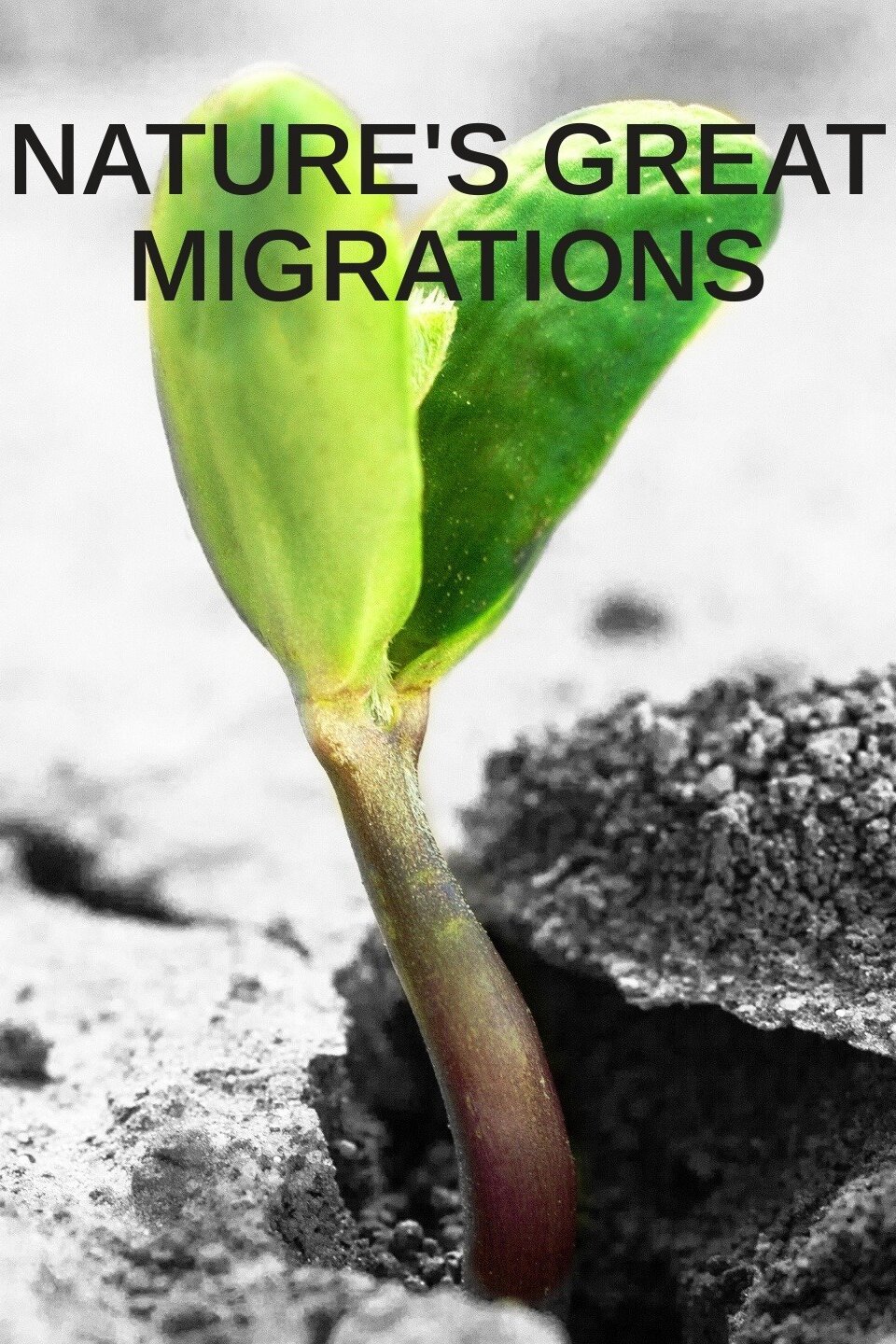 Nature's Great Migrations - Rotten Tomatoes