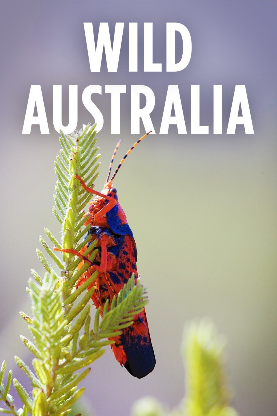 Wild Australia - Rotten Tomatoes