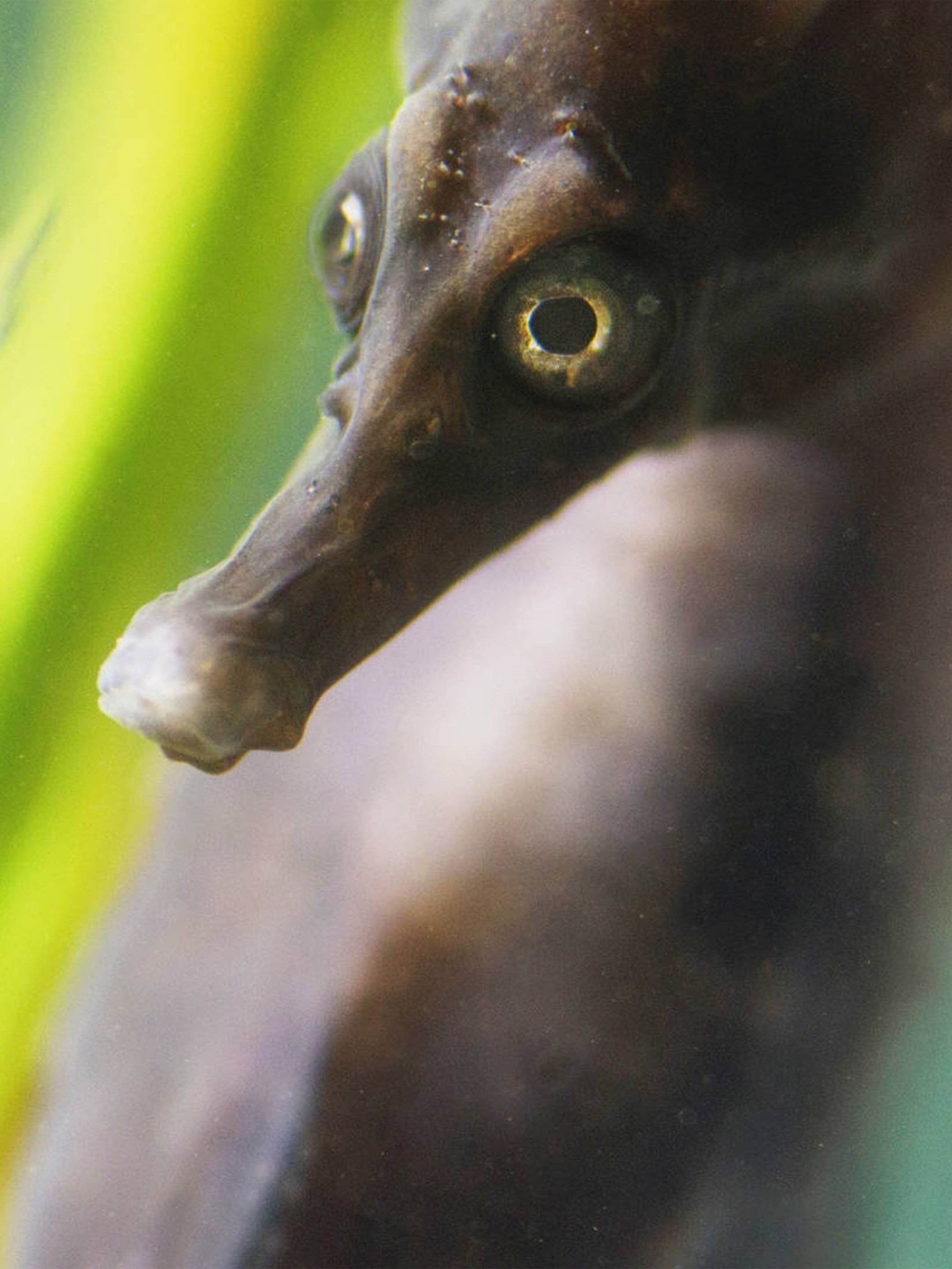 Sea Creatures Pictures - Rotten Tomatoes