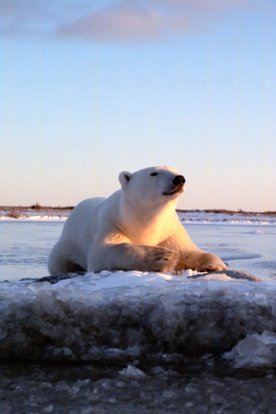 Wonders of the Arctic Pictures - Rotten Tomatoes