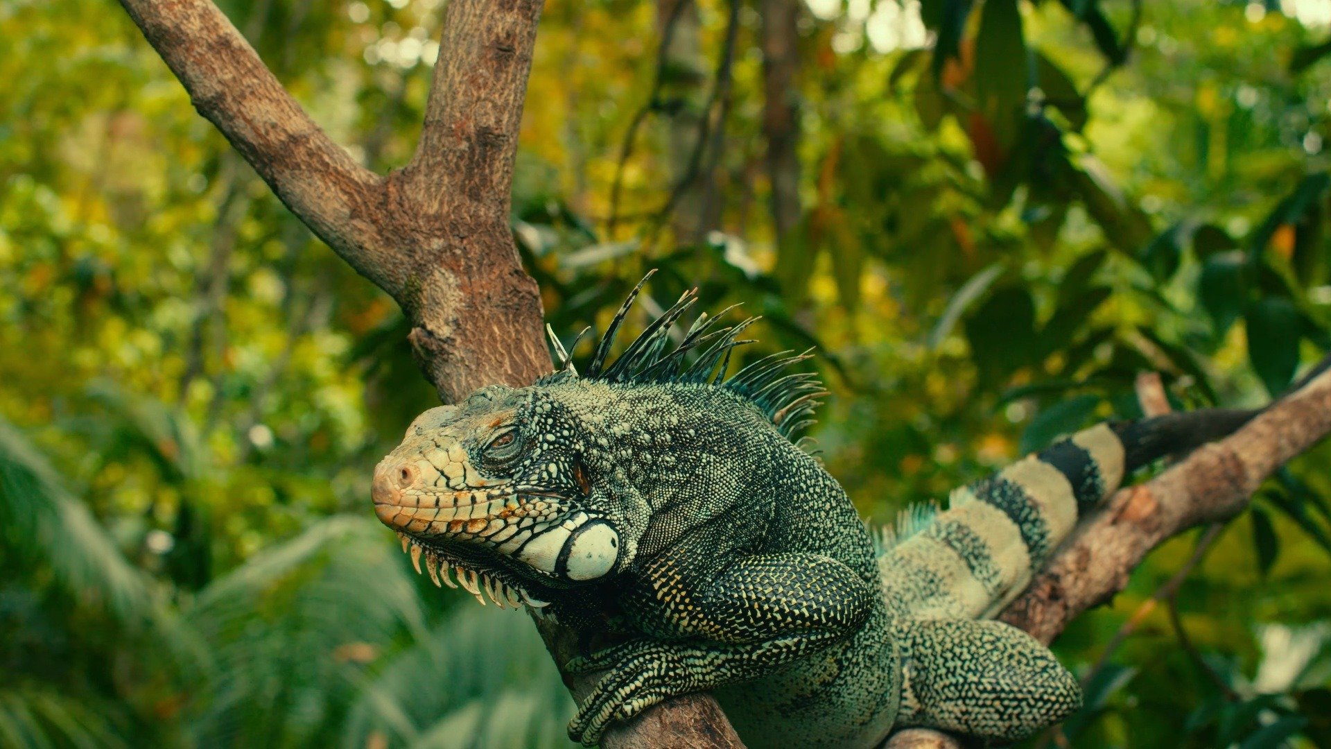 Amazon Adventure: Trailer 1 - Trailers & Videos - Rotten Tomatoes