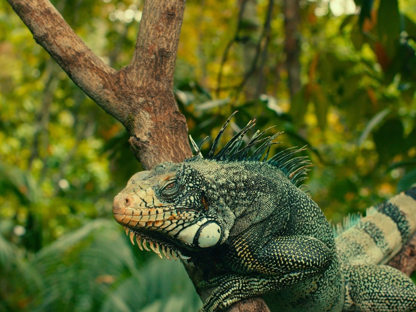 Amazon Adventure: Trailer 1 - Trailers & Videos - Rotten Tomatoes