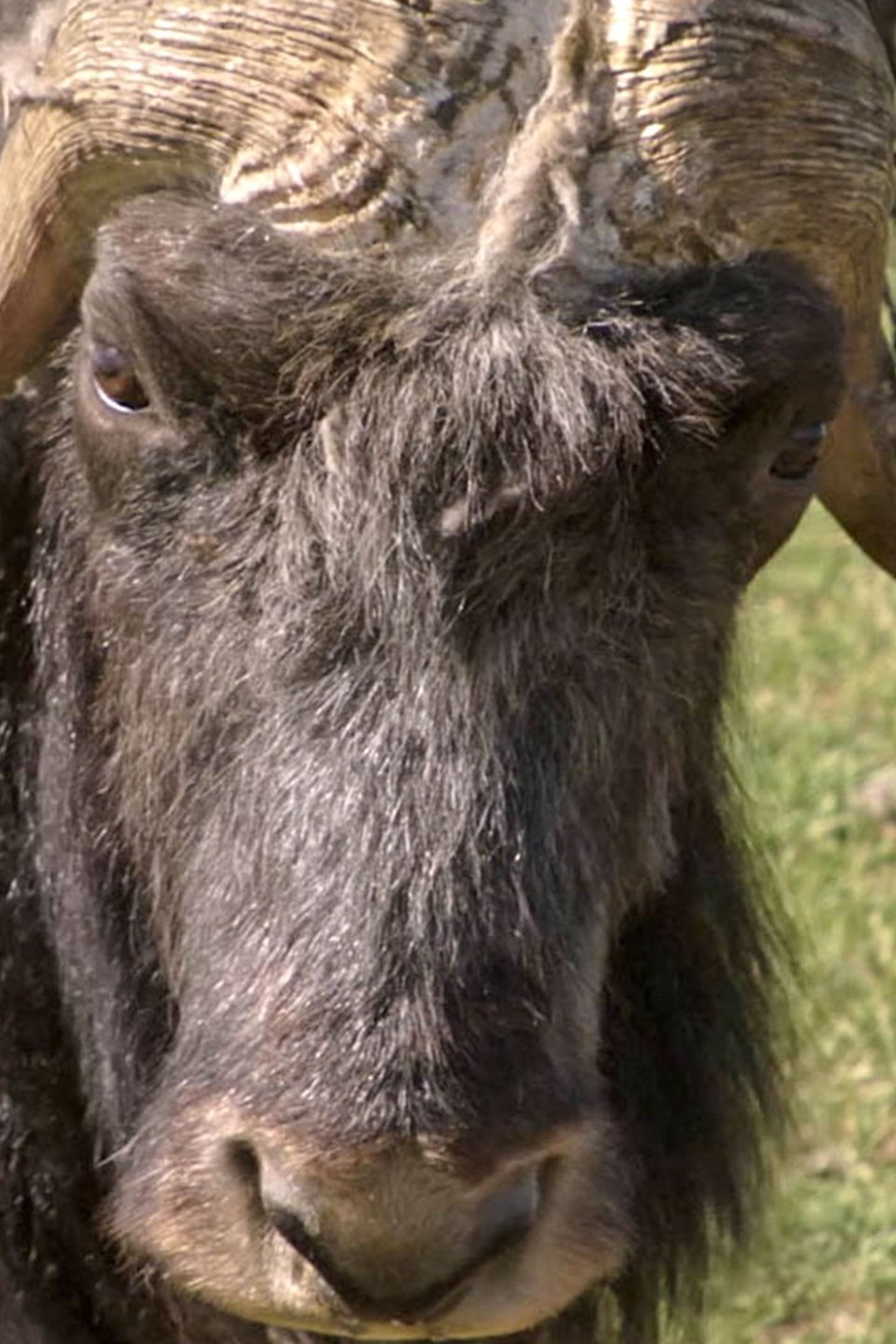 Animals of the Yukon Pictures - Rotten Tomatoes