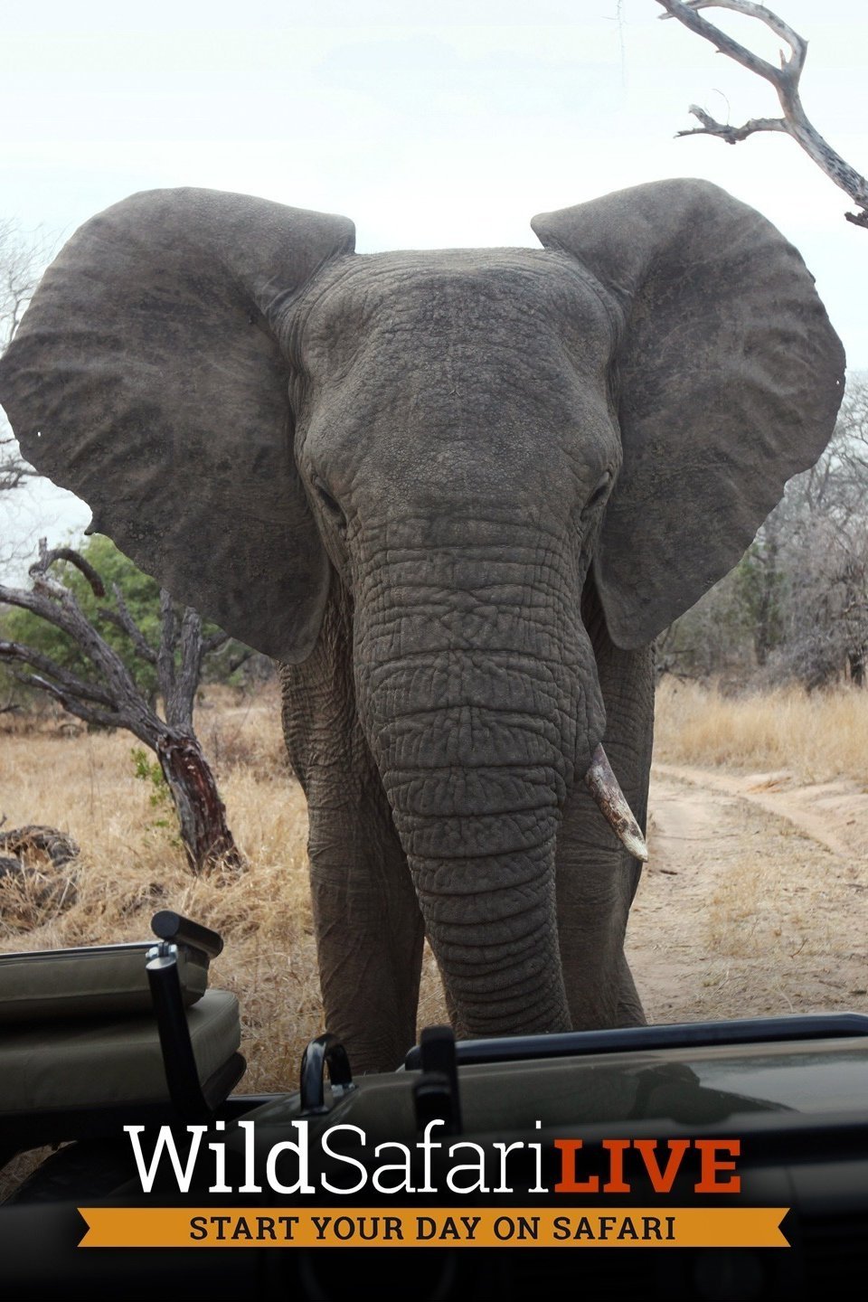 Safari Live - Rotten Tomatoes