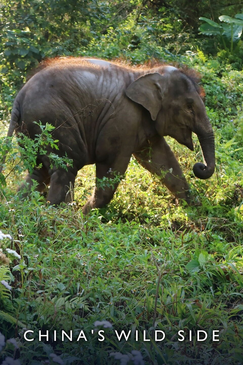 China's Wild Side - Rotten Tomatoes