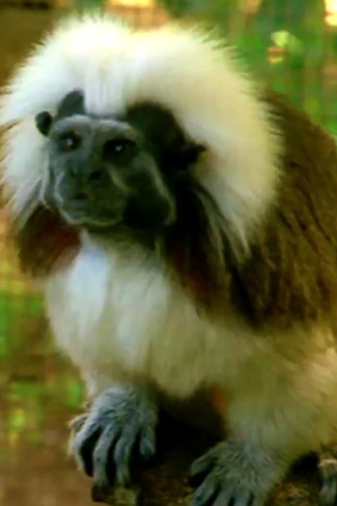 Animal Show Offs Pictures - Rotten Tomatoes