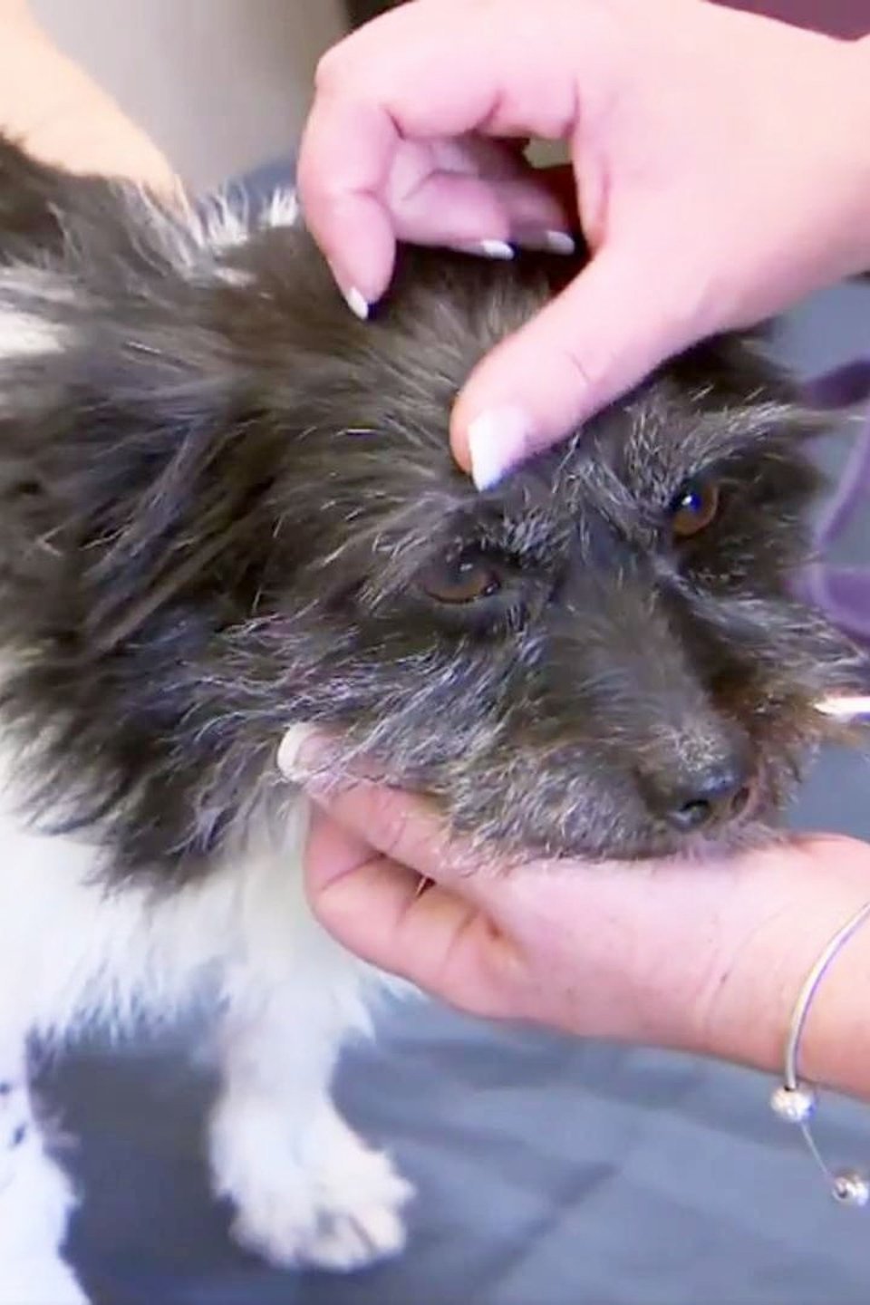 Howarth Pictures - Rotten Tomatoes