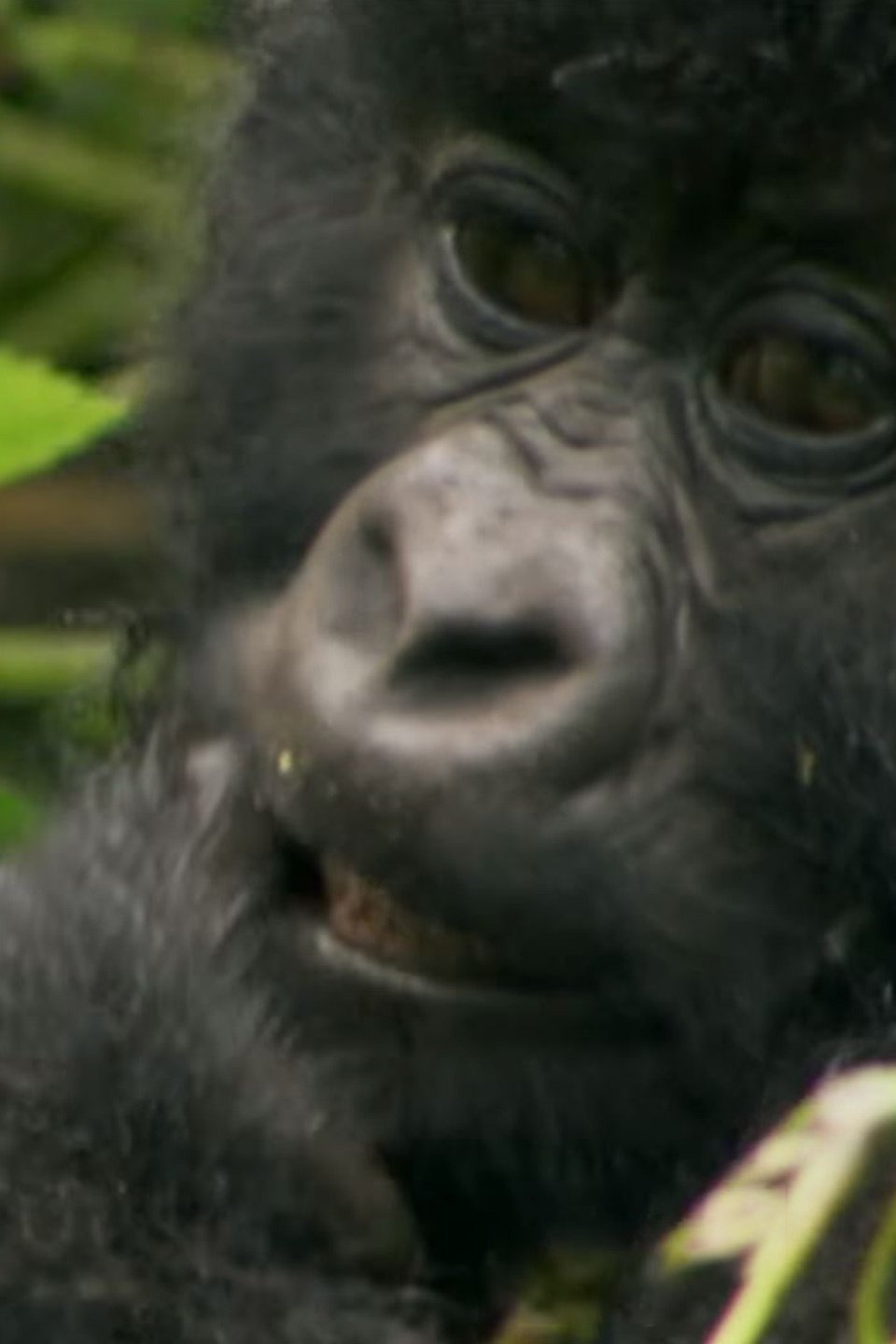 Chimp School Pictures - Rotten Tomatoes