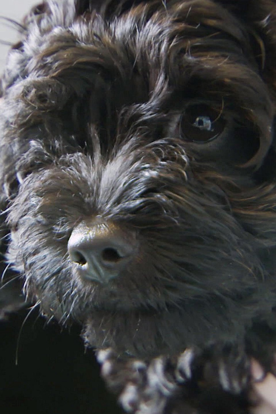 Cujo the Cavoodle Pictures - Rotten Tomatoes