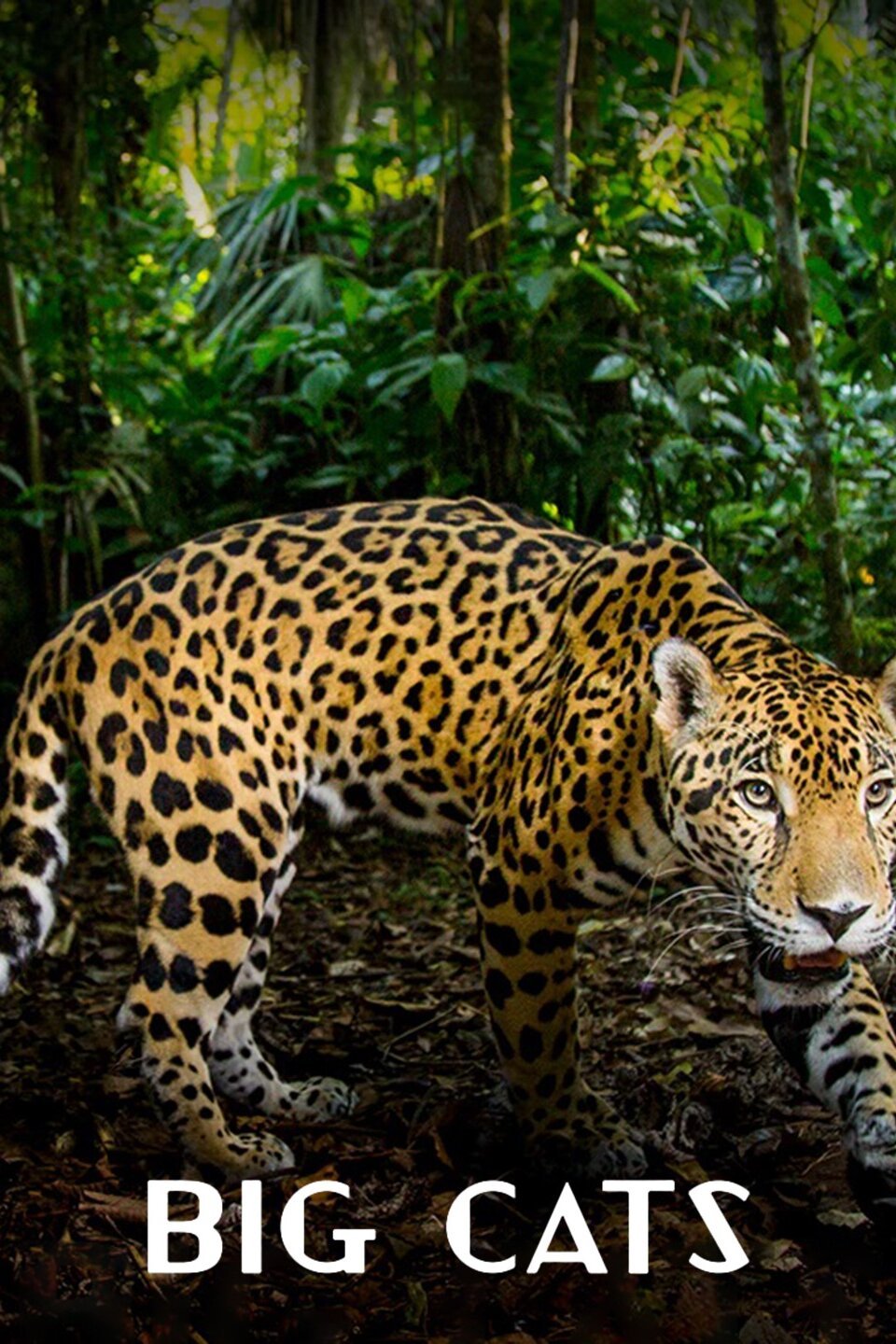 Big Cats - Rotten Tomatoes