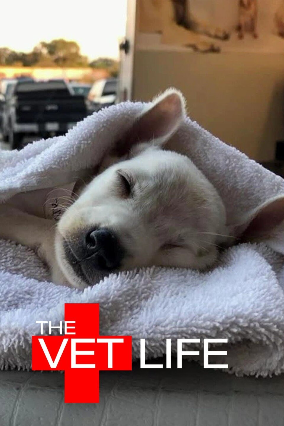 The Vet Life - Rotten Tomatoes