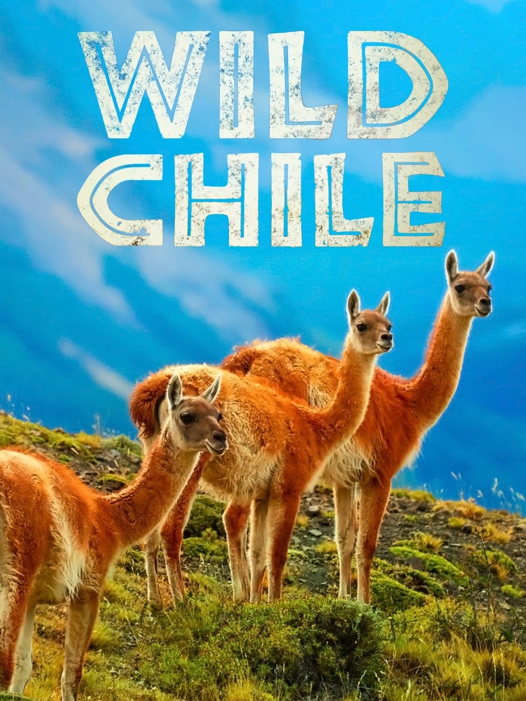 Chile Wildlife