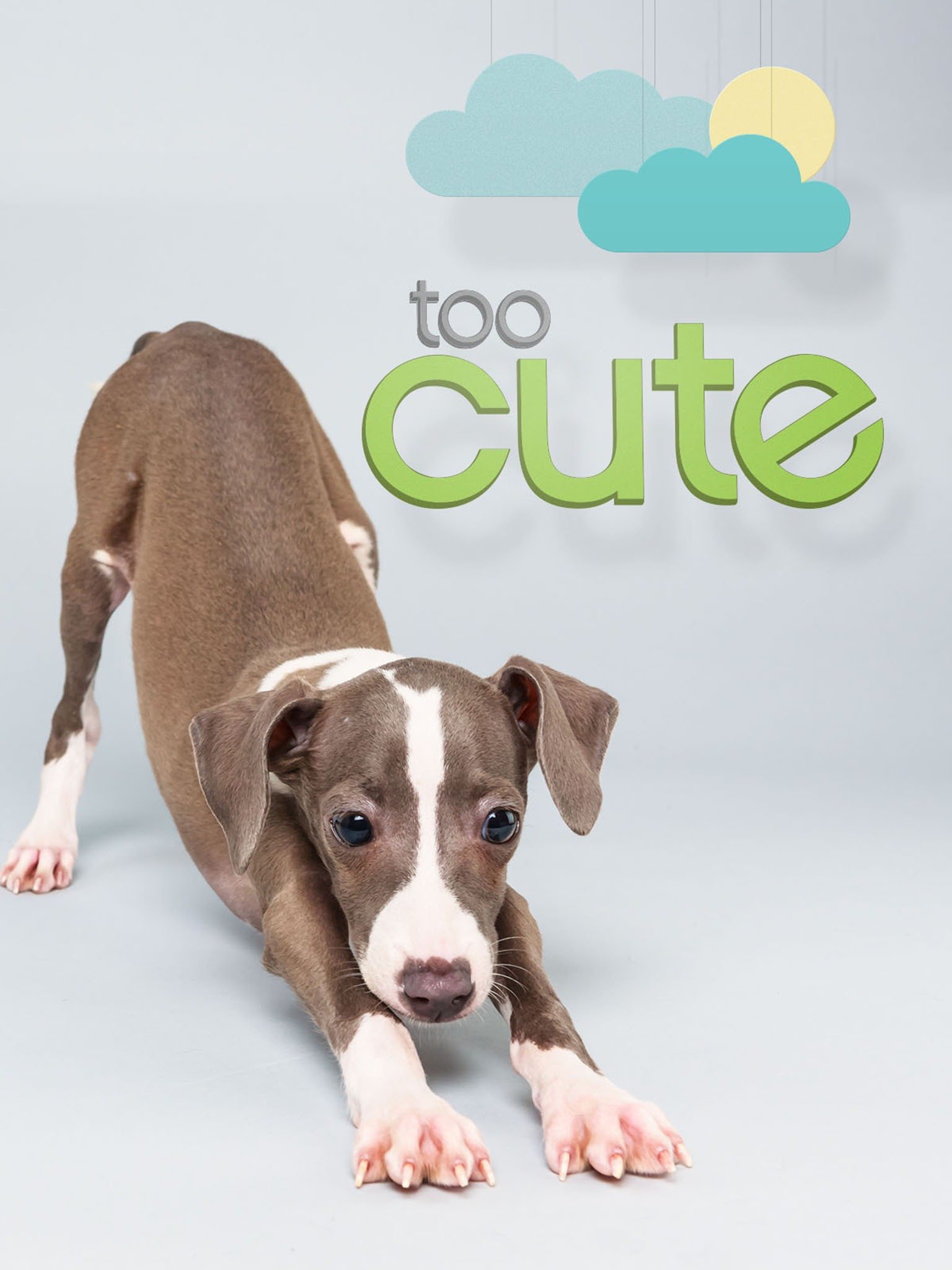 Too Cute! - Rotten Tomatoes