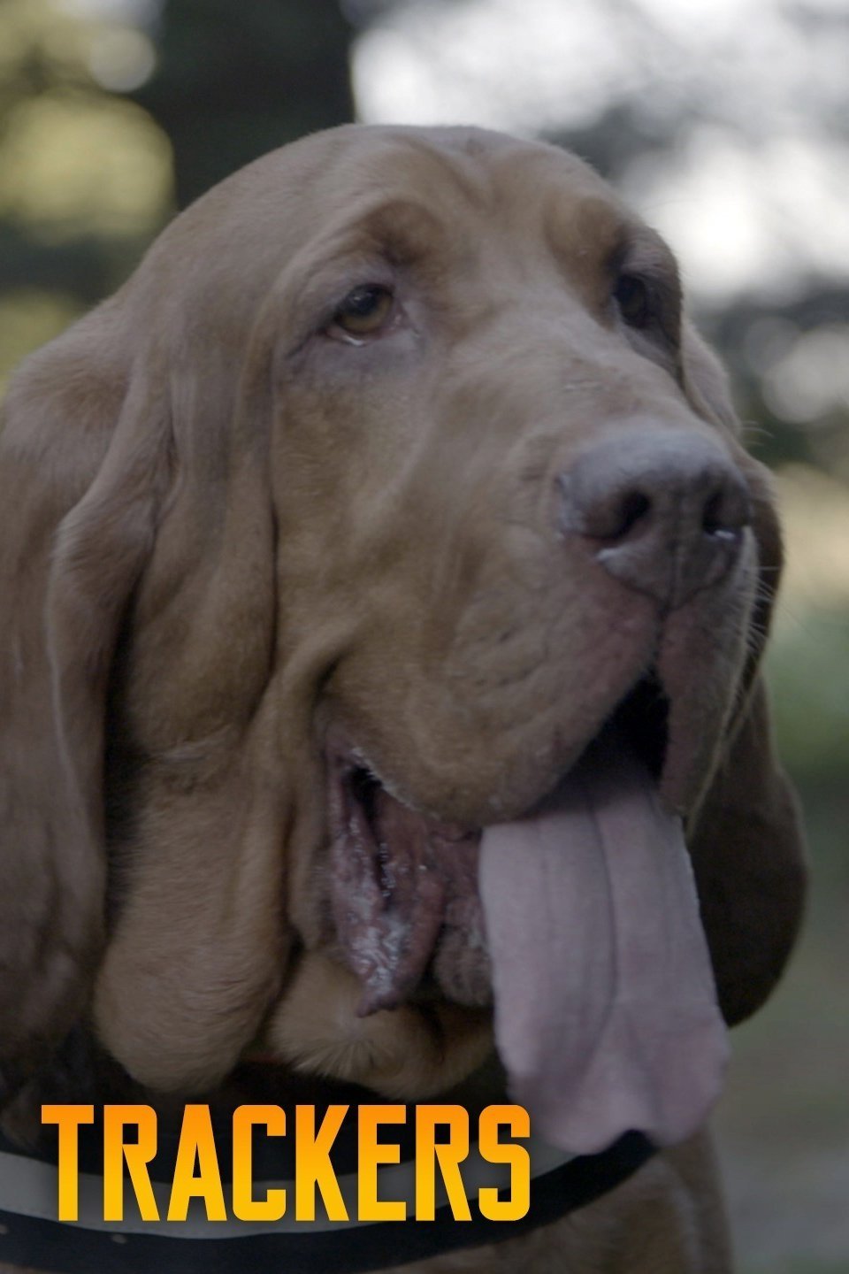 Trackers - Rotten Tomatoes