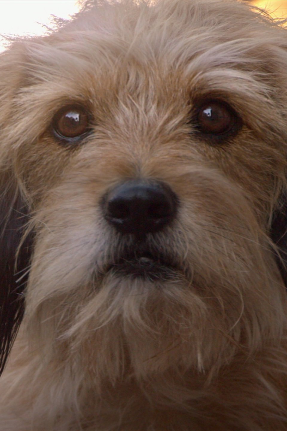 Benji: Teaser Trailer 1 - Trailers & Videos - Rotten Tomatoes